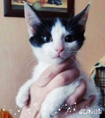 Милый ручной котенок