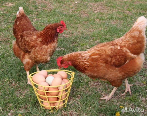 Суточные цыплята-несушки ломан браун доминант