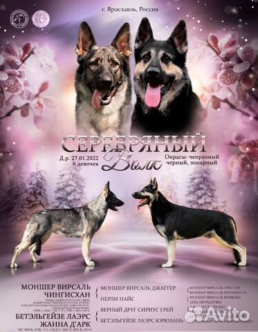 Восточноевропейской овчарки щенки