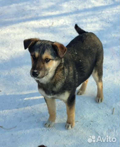 Джина ищет дом