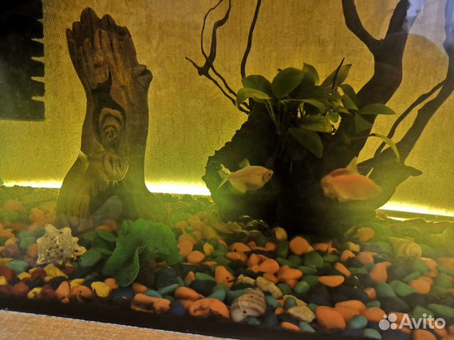 Аквариум