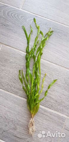 Криптокарина, Валиснерия