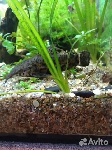 Сомик Таракатум