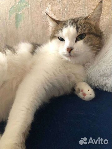 Кошечка