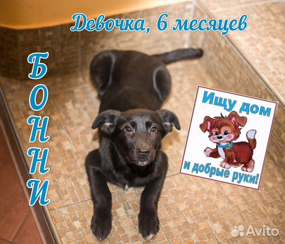 Щенок в добрые руки