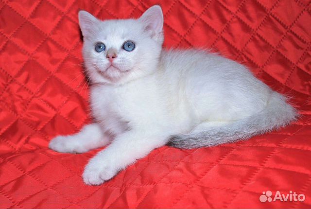 Котики