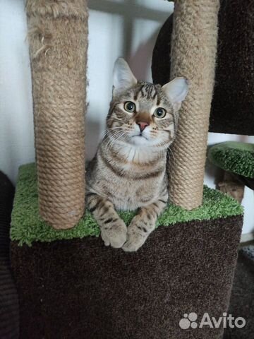 Котик в добрые руки (даром)