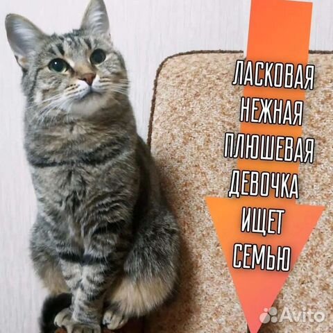 Ласковая, нежный котёнок Бася в добрые руки