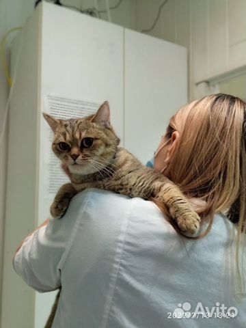 Молодая британка-фенотип