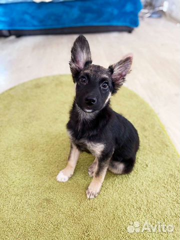 Ушастое чудо ищет дом