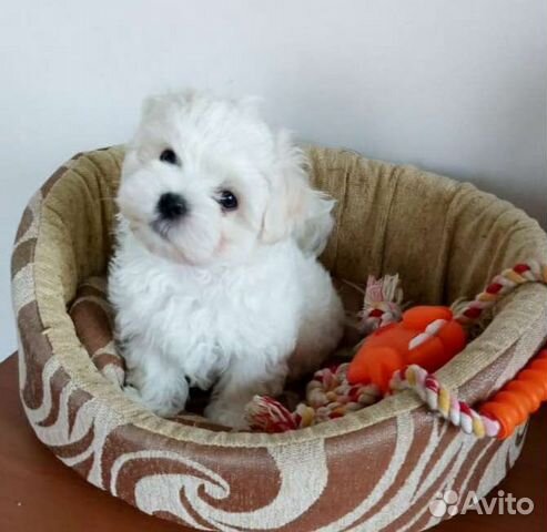 Мальтезе. девочка и мальчики РКФ