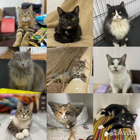 Кошки из приюта ищут хозяев