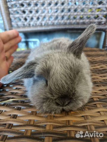 Кролик вислоухий. Малыши