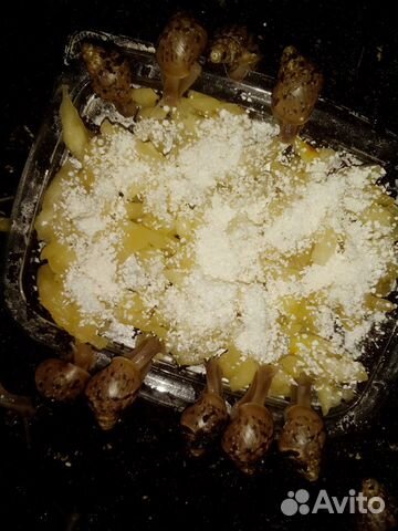 Улитки ахатины