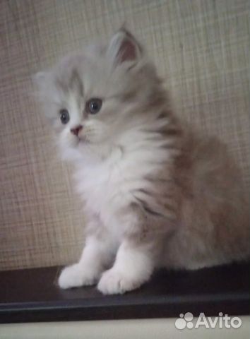 Британка длинношерстная