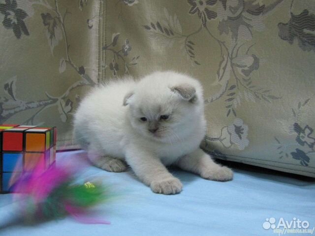 Двойняшки ждут любящие ручко