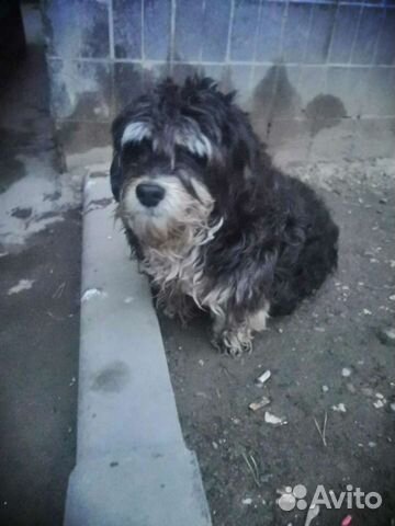 Найдена собака