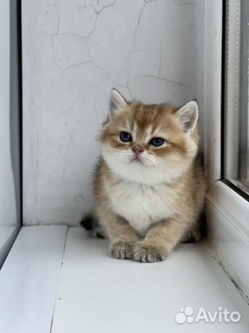 Котёнок