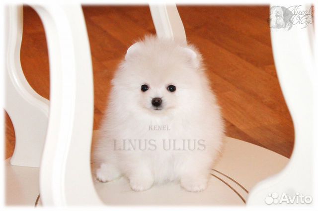 Мини девочка шпица РКФ