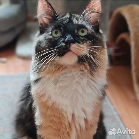 Кошка