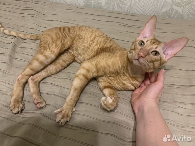 Кот Корниш-рекс