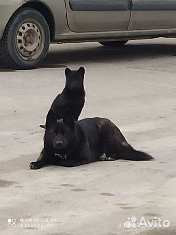 Бесплатно поместной щенок овчарки