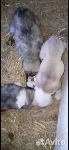 Пастушья собака