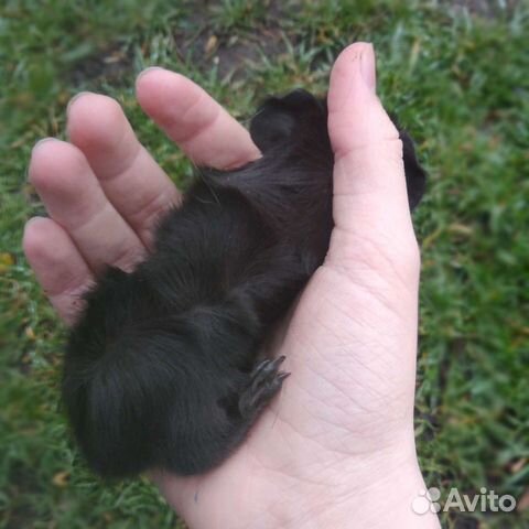 Морские свинки