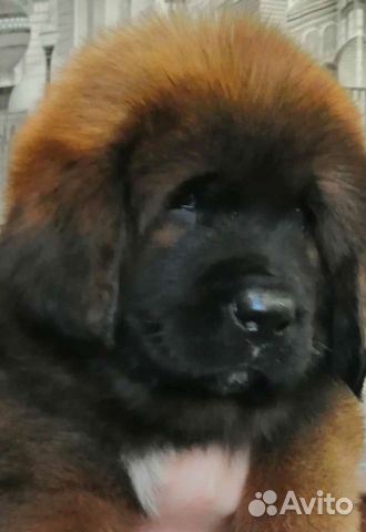 Тибетский мастиф