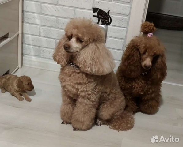 Щенки карликового пуделя