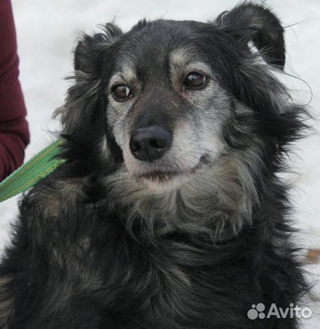 Булочка Алиса ждет в клетке уже 10 лет