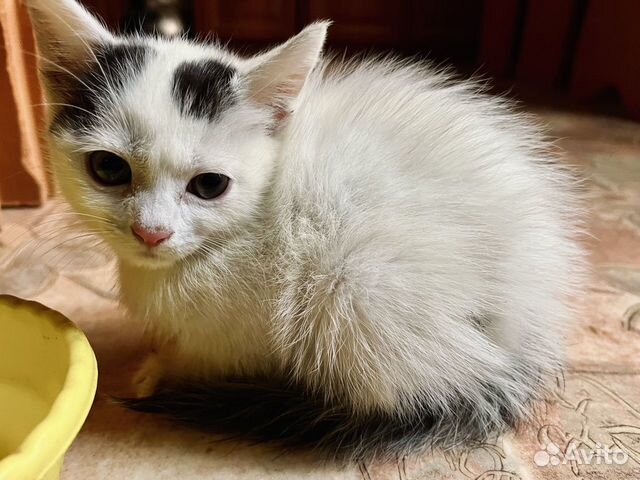 Маленькая чудо кошечка