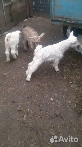 Продаются козочки