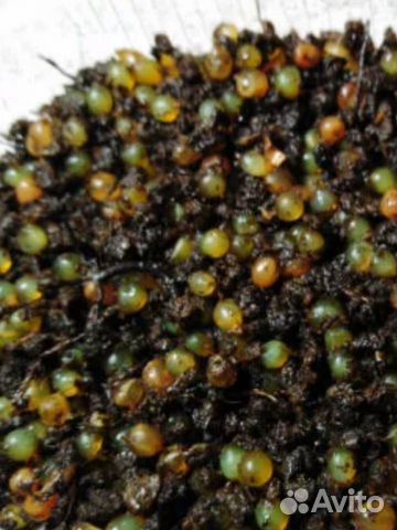 Коконы дендробены