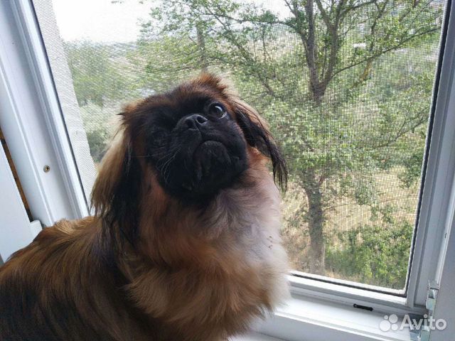 Пекинес в добрые руки