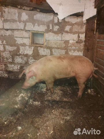 Продам хряка