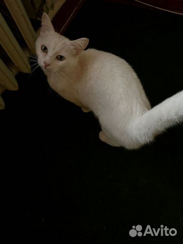 Белоснежный малыш в добрые руки