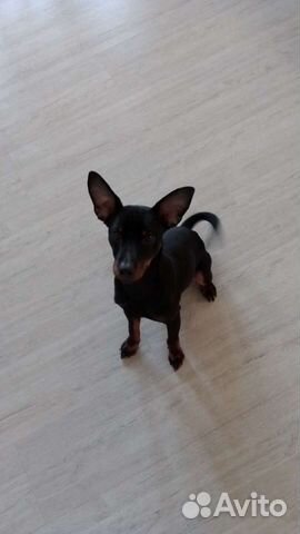 Собака цвергпинчер