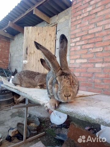 Бельгийский Великан