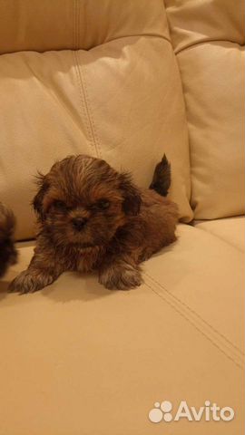 Хризантемки ждут родителей