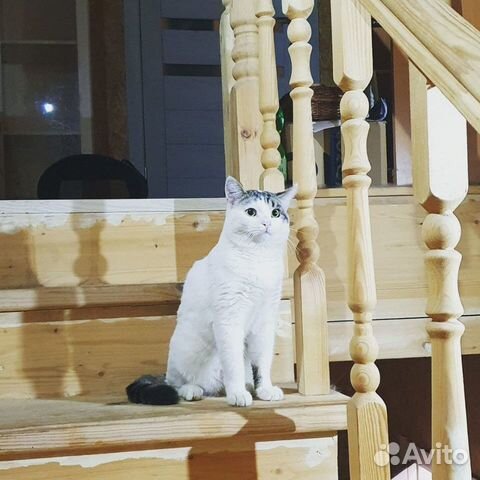 Кот в добрые руки