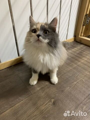 Чудо кошка ищет дом, в добрые руки