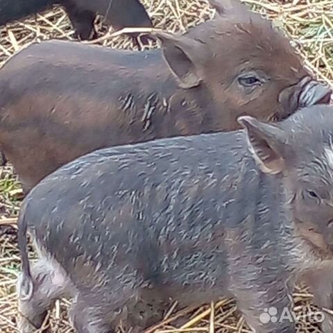 Поросята породы кармалы