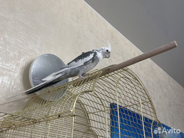 Попугай Корелла