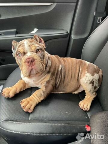 Собака американские були