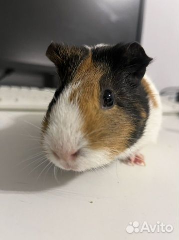 Морские свинки