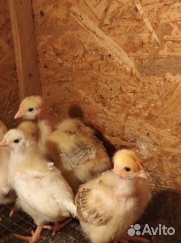 Цыплята голошейки