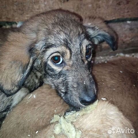 Щенок в добрые руки бесплатно