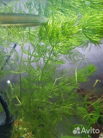 Аквариумное растение
