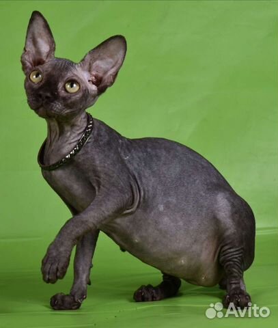 Милый, чудесный котик